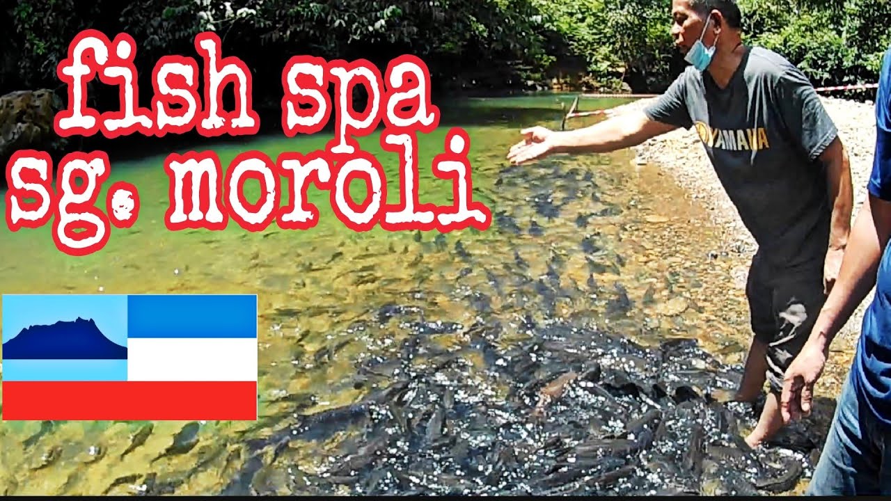 fish spa sungai moroli.. - YouTube