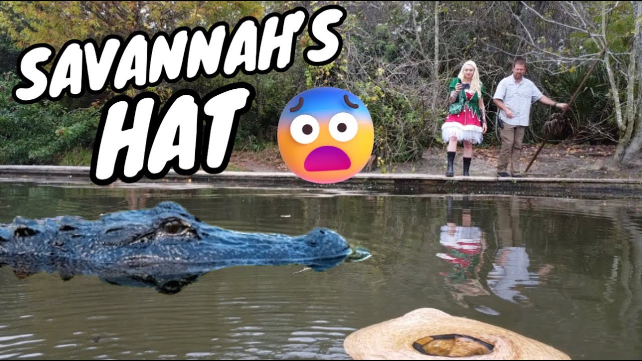 Alligator Feeding Frenzy‼️‼️‼️ Youtube