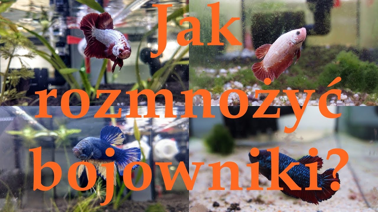Rozmnażanie bojowników, praktyczne porady - YouTube