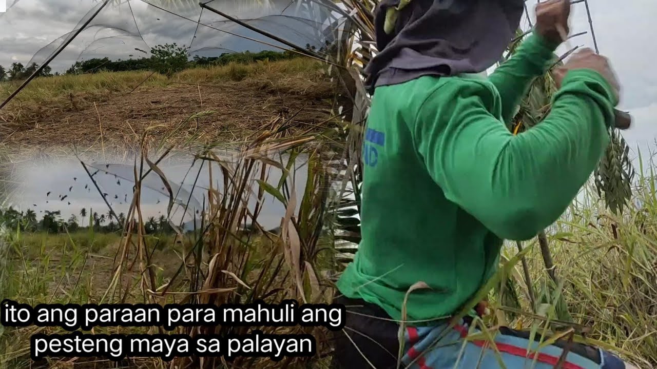 Hinuli namin ang mga peste sa Bukid at Palayan😲💪 - YouTube