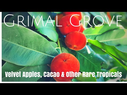 Grimal Grove:  Tropical Fruit Origin Stories from a 60+ Year Collection (Part 2)