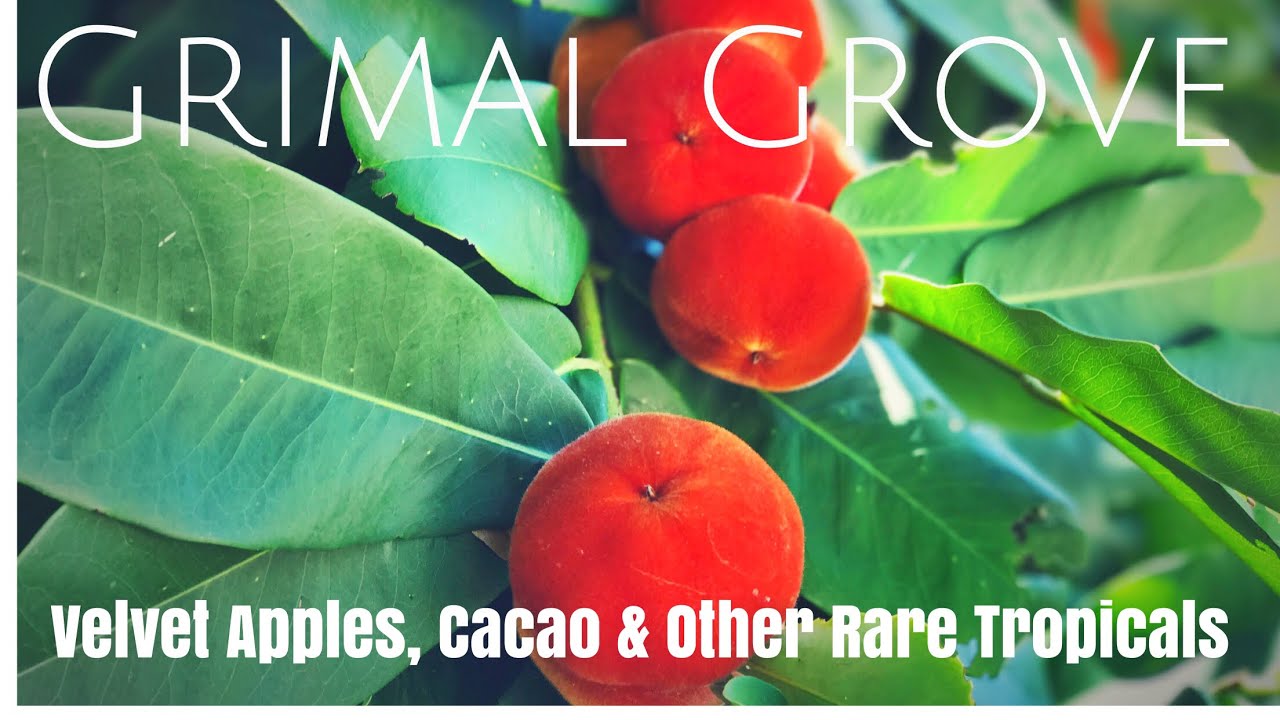 Grimal Grove: Tropical Fruit Origin Stories from a 60+ Year Collection (Part 2) - YouTube