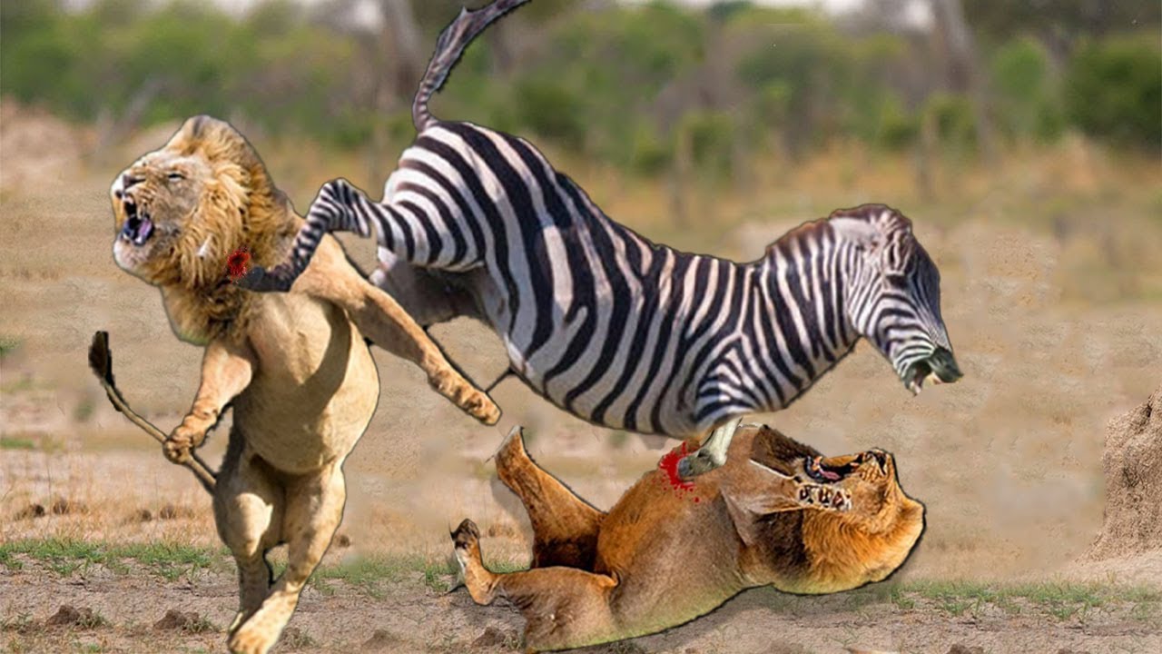 The Lion Is Defeated By The Absolute Power Of The Zebra - Lion VS Zebra ...