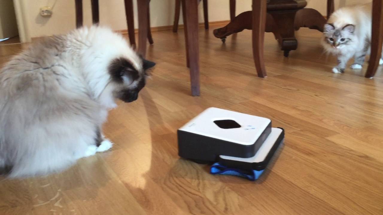 iRobot Braava 390t bumps into Sacred Birman Cat Wischroboter fährt in ...