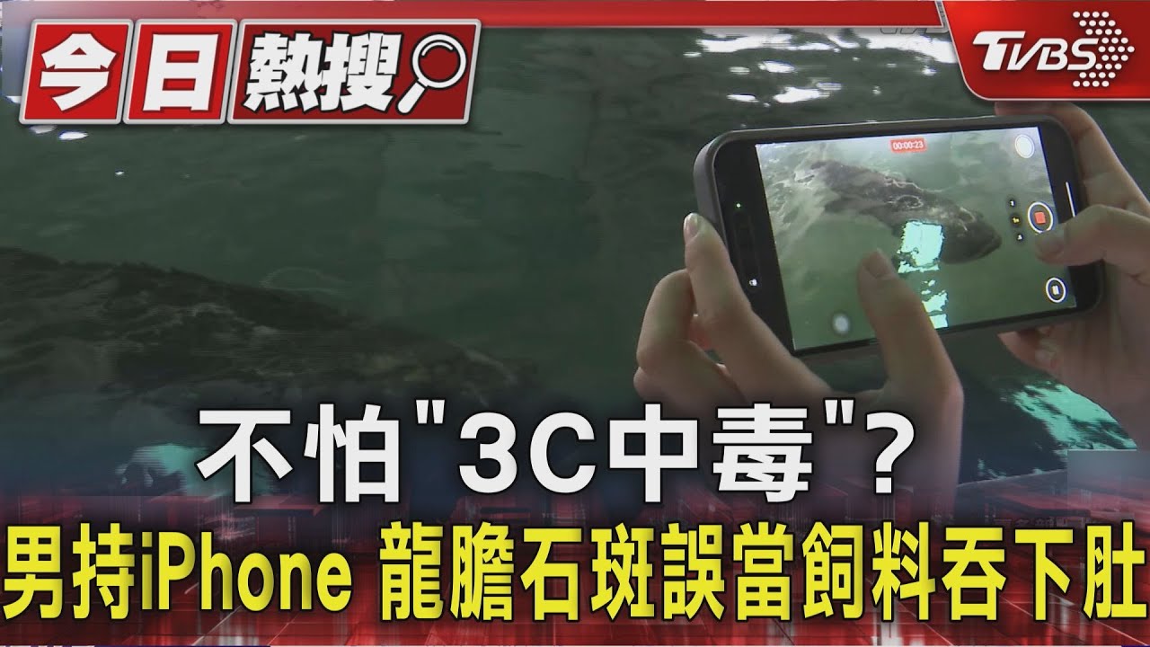 #獨家 不怕「3C中毒」? 男持iPhone 龍膽石斑誤當飼料吞下肚｜TVBS新聞 @TVBSNEWS01│TVBS新聞網