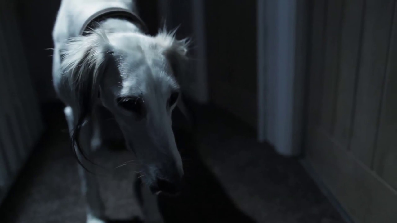 Darcy (short horror film) 2011 - YouTube