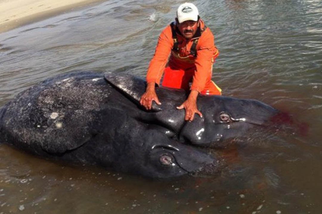 The World's First Conjoined Whale Twins Found Dead In Lagoon - YouTube