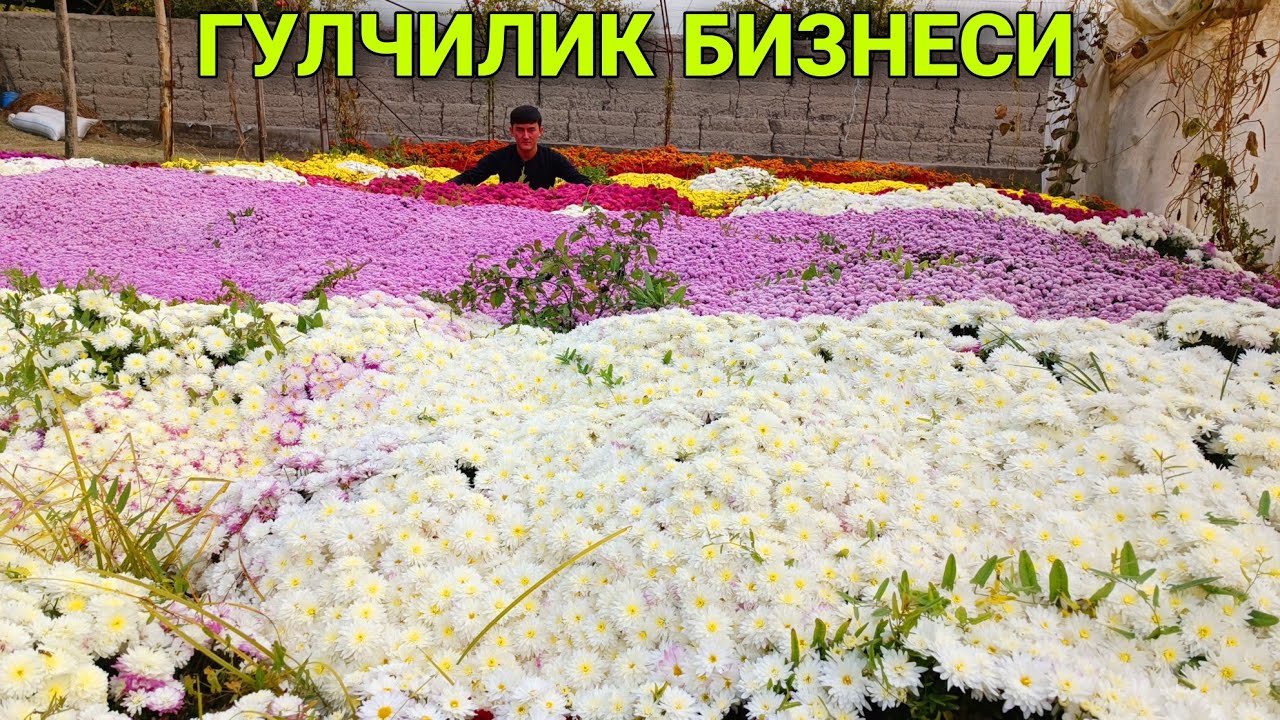 ГУЛЧИЛИК БИЗНЕСИ ХРИЗАНТЕМА ГУЛИ ВА БАРЧА ГУЛ КУЧАТЛАРИ ( GULCHILIK ...