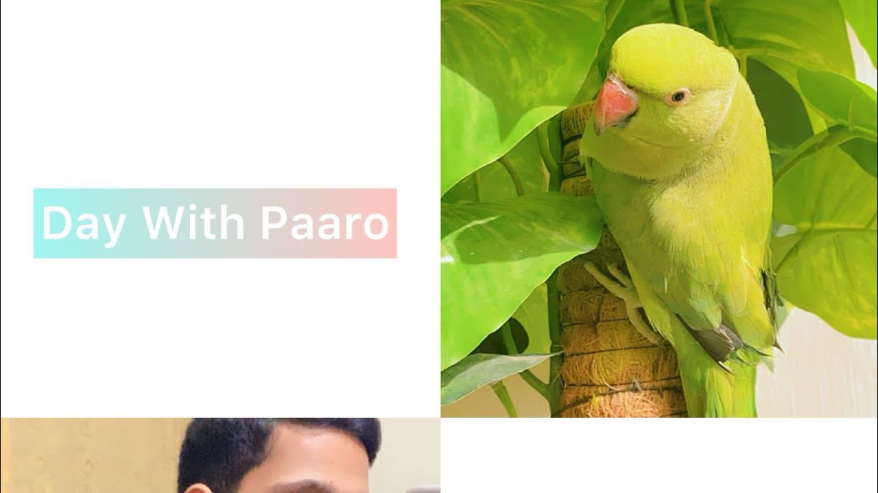 Meet My Paaro | Cute Parrot | Lovely Birds | Mini Vlog #vlogs # ...