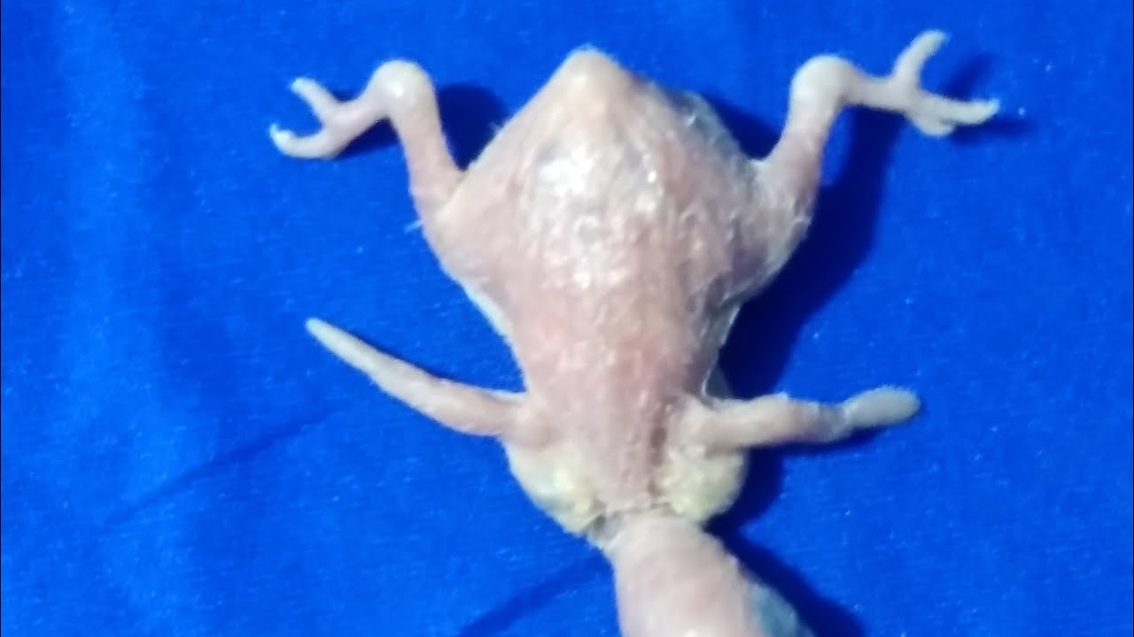 Cría de Periquito con Patitas de Rana - YouTube