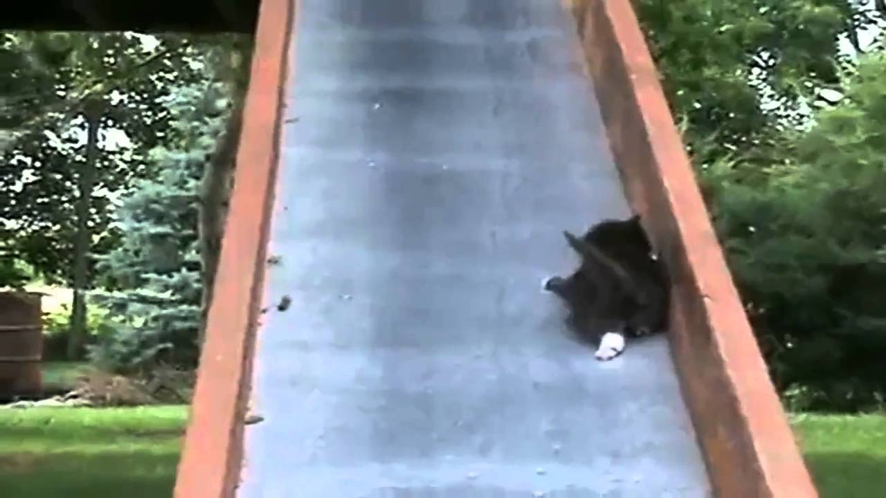Dramatic Kittens on a Slide - YouTube