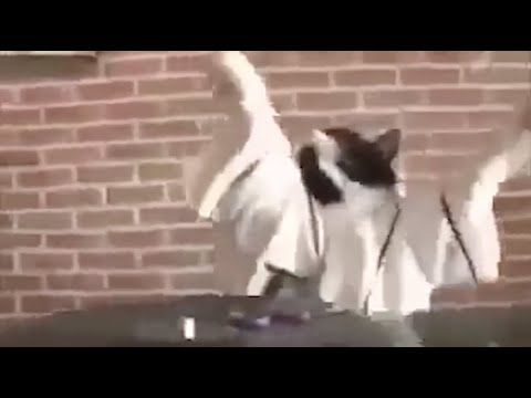 DJ tom kedi - Istanbul (Official Videos)