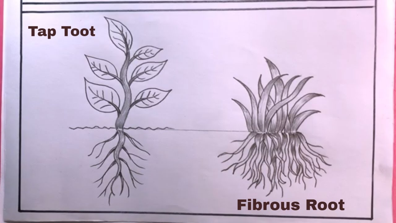 How To Draw Tap Root And Fibrous Root. - YouTube