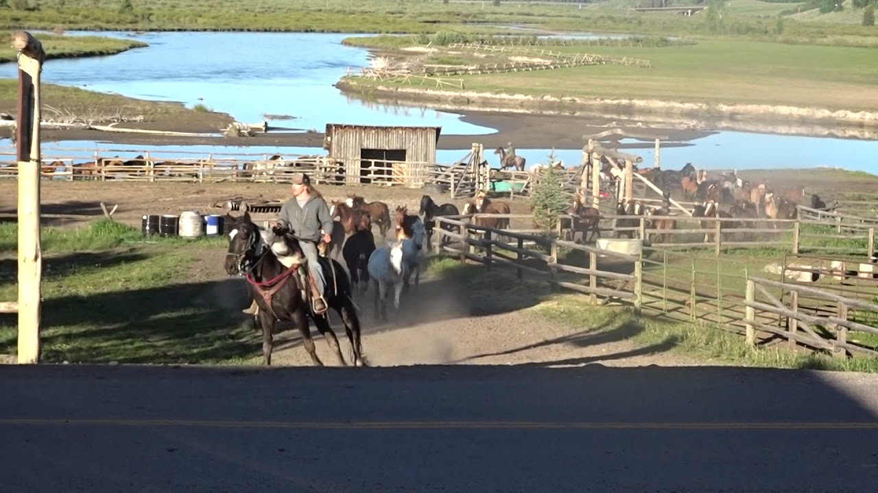 Stampede at Heart 6 Ranch - YouTube