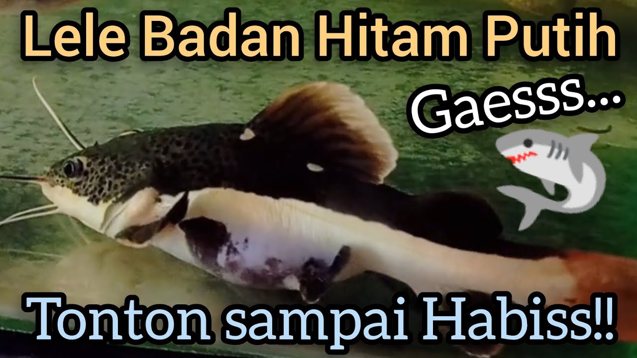 Ikan Patin, Ikan Mujahir , Ikan Lele Monster Hitam Putih - TONTON ...