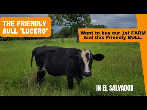 Want to Buy Our 1st FARM with this Friendly BULL in El Salvador. - YouTube