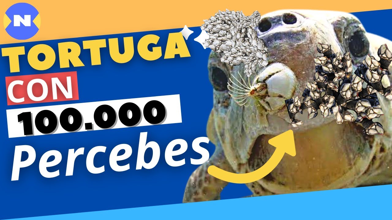 sacando MILES de percebes de TORTUGA ,caso de percebes en tortuga - YouTube