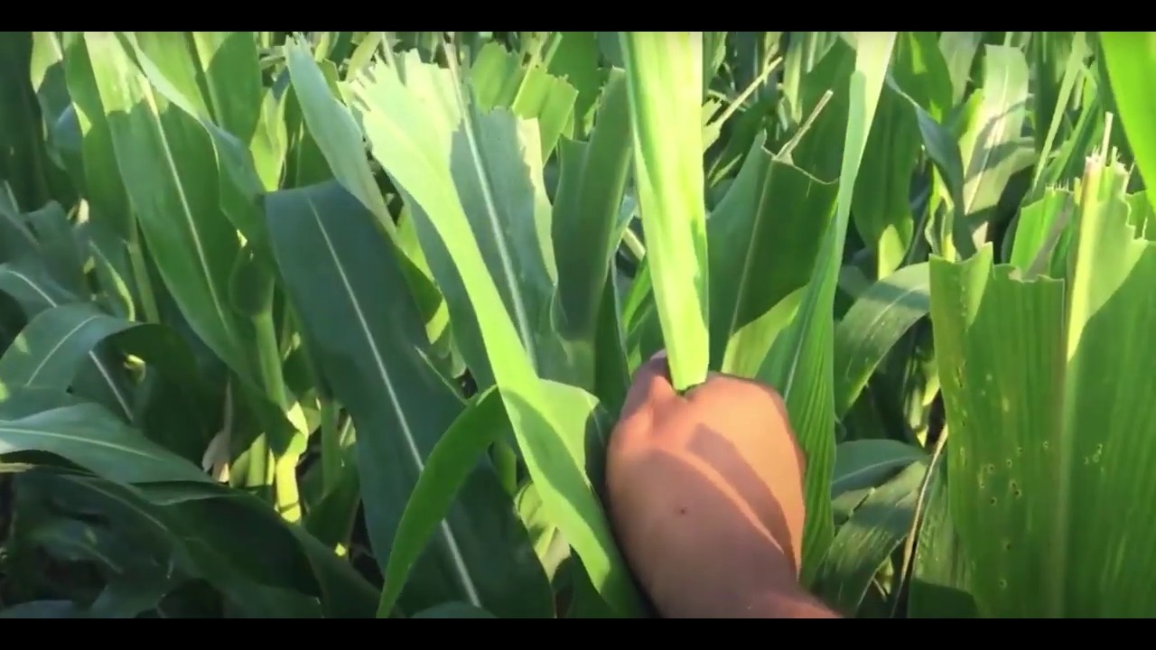 How to detassel after a mechanical detasseler removed 80% of tassels ...