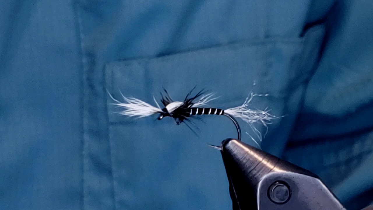 Zebra Hatching Midge - YouTube