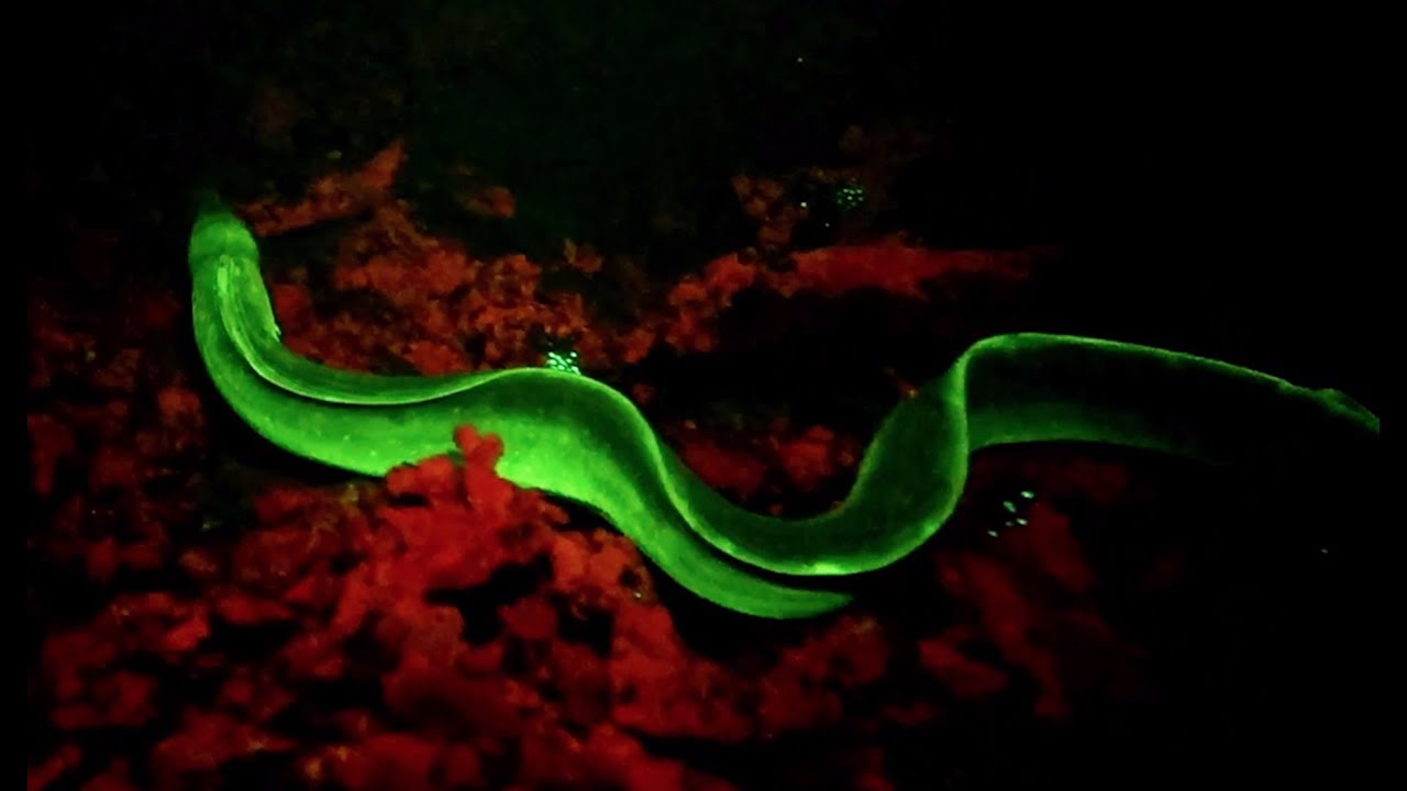 Supercut of Fluorescent Creatures Glowing in the Ocean - YouTube