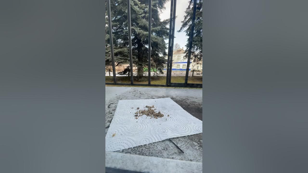 Синички - YouTube