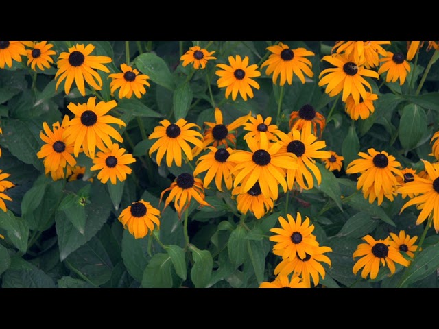 Sample 4K Footage from the Nikon Z fc // Flat and Color-Graded