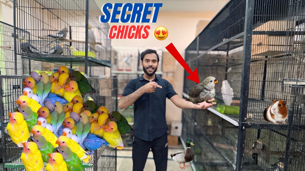 Wow! Birds Room Me Secret Bird K Babies Bhi Agye 😍 - YouTube