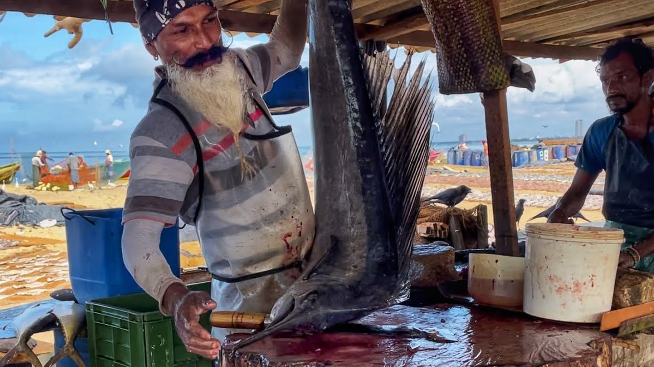 AMAZING!!! Big Sailfish Cutting Skills| Big Fresh Fish@cuttingmaster ...