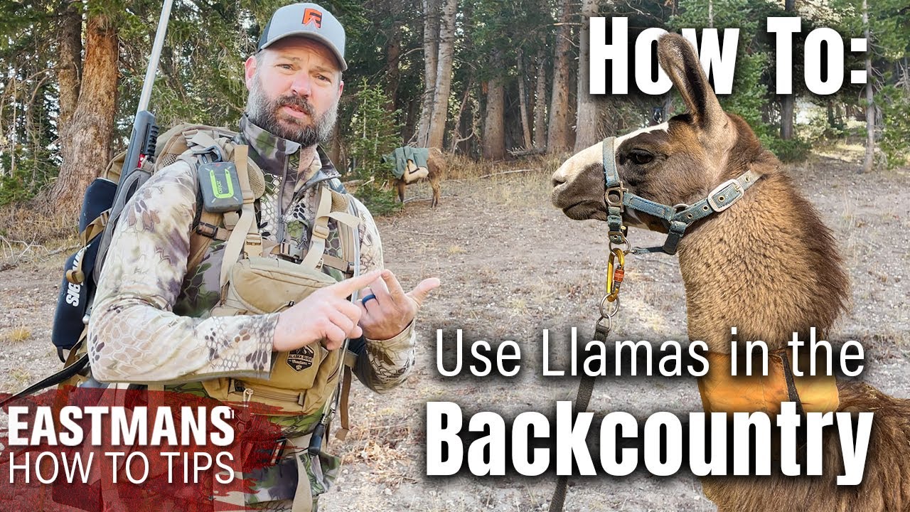 How to Use a Llama for Hunting or Backpacking @wyomingllamas - YouTube