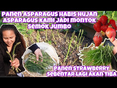 PANEN ASPARAGUS HABIS HUJAN ASPARAGUS KAMI JADI MONTOK SEMOK JUMBO DAN PANEN STRAWBERRY AKAN TIBA