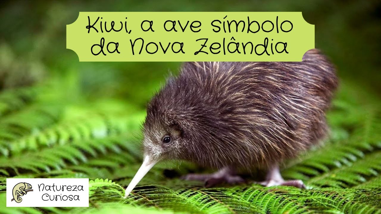 Kiwi, a ave símbolo da Nova Zelândia - YouTube