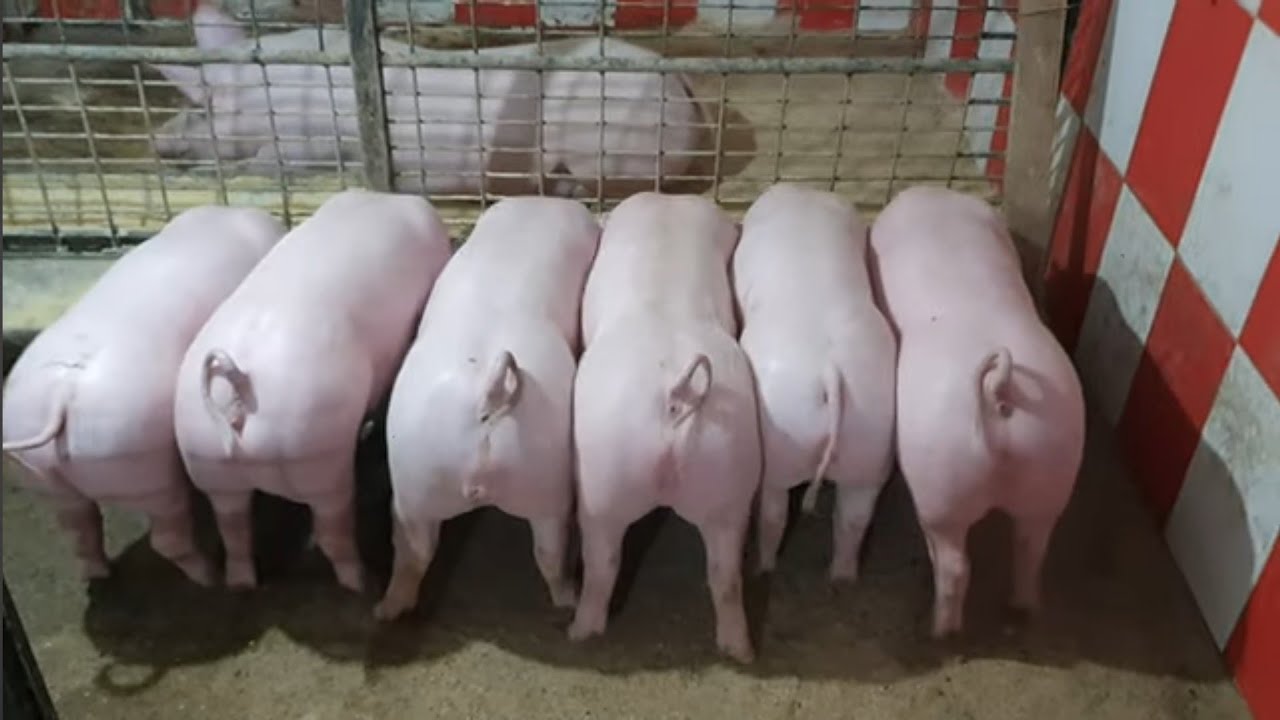 ‼️PORCI DE VANZARE‼️CEA MAI BUNA RASA DE PORCI‼️PORCI DE CARNE FĂRA PĂR ...