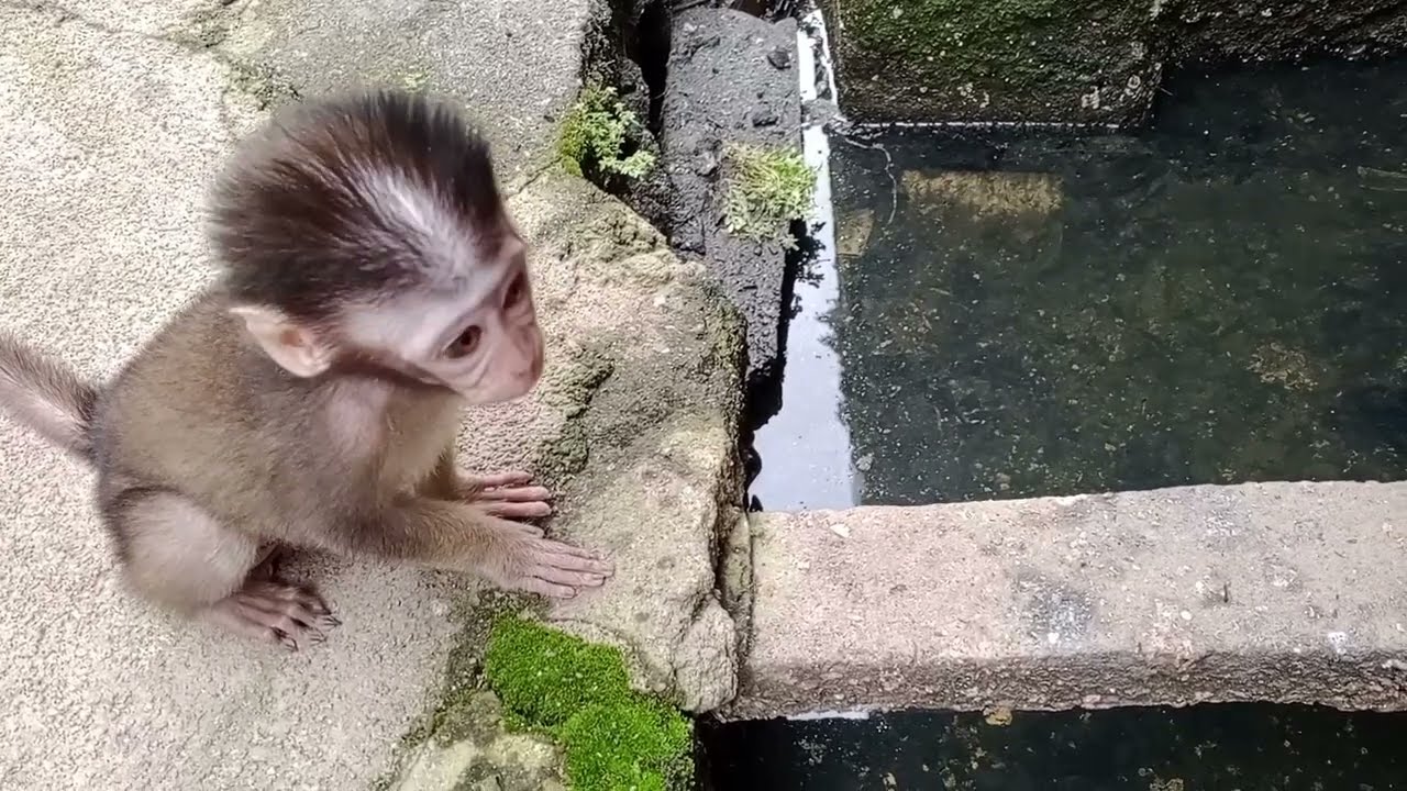 baby monkey passes gas, urinates and defecates - YouTube