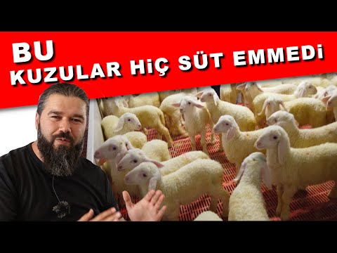 MAMA MAKİNESİ İLE KUZU BAKIMI