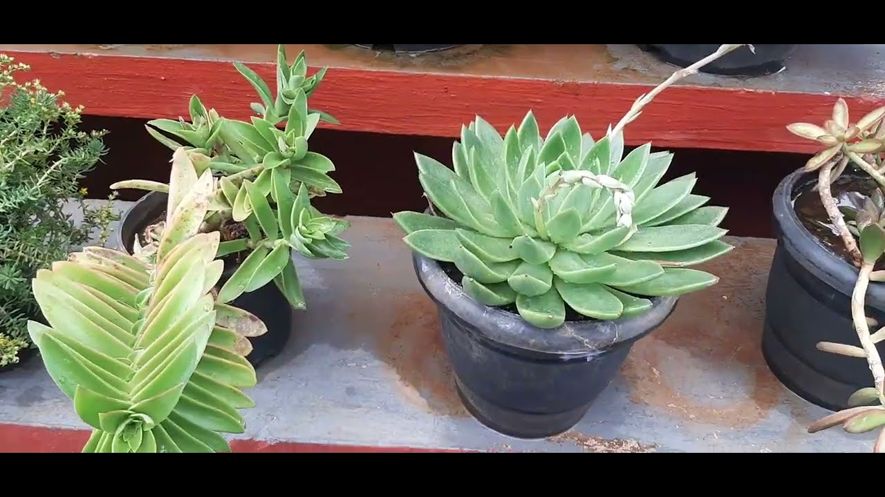 karnataka-horticulture-garden-at-ooty-youtube