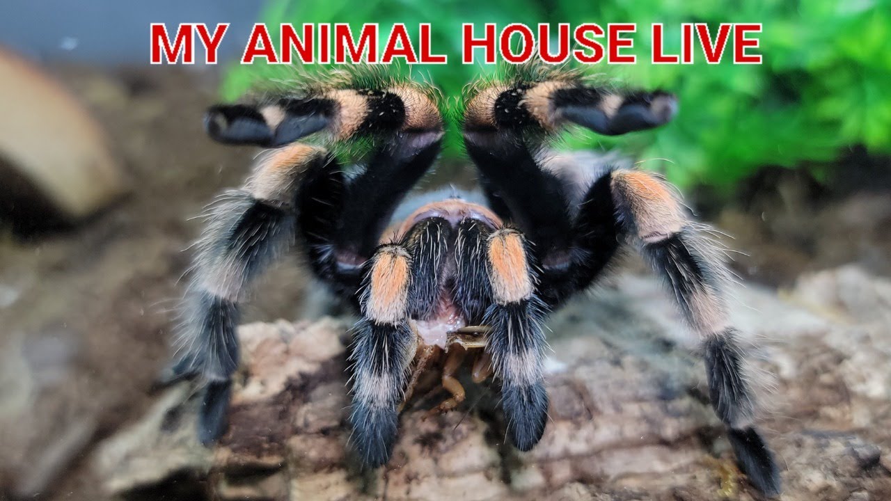 Tarantula Filming & Fun | Open Panel - YouTube