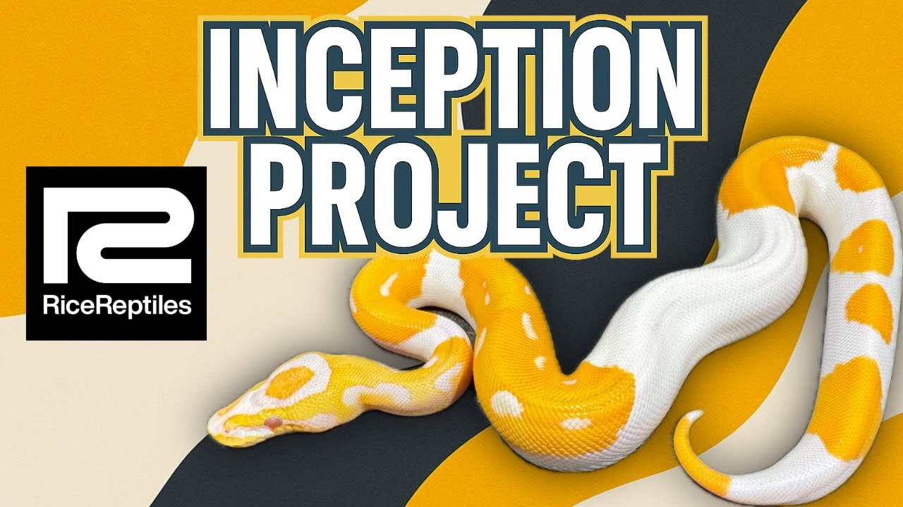 Inception Project - YouTube