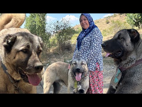 KÖPEĞİMİZ'DEN AYRILIYORUZ - TİLKİ SEFA SÜRDÜ 1 TAVUS KUŞU 5 KAZ 3 TAVUK 2 HOROZ 2 TOKAT TAVUĞU YEDİ