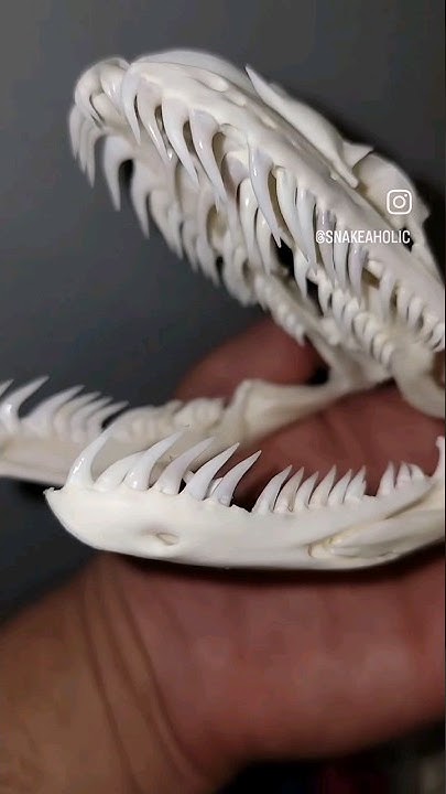 Burmese Python Skull - YouTube