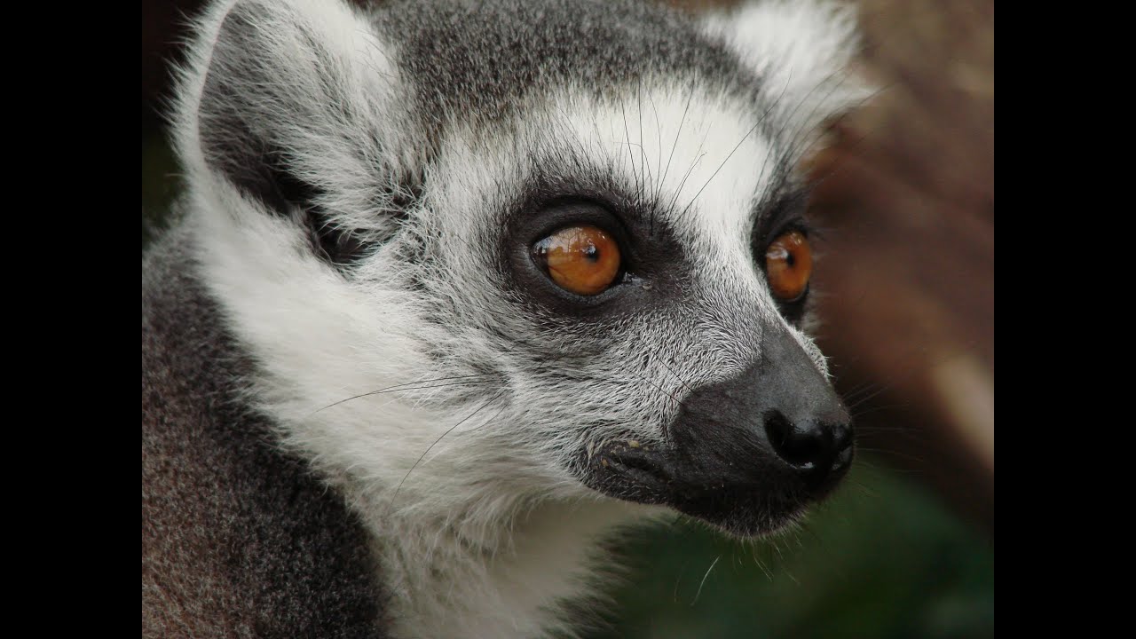 SONIDO DEL LEMUR - SOUND LEMUR - - YouTube