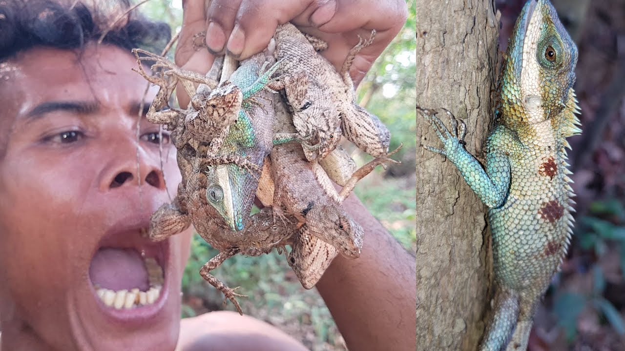 Primitive Times: Finding Lizard Animals for Primitive Food Cooking ...