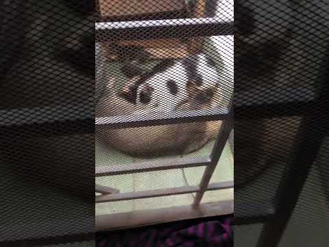 Rebutan nenen abg vs adek induk kucing pasrah