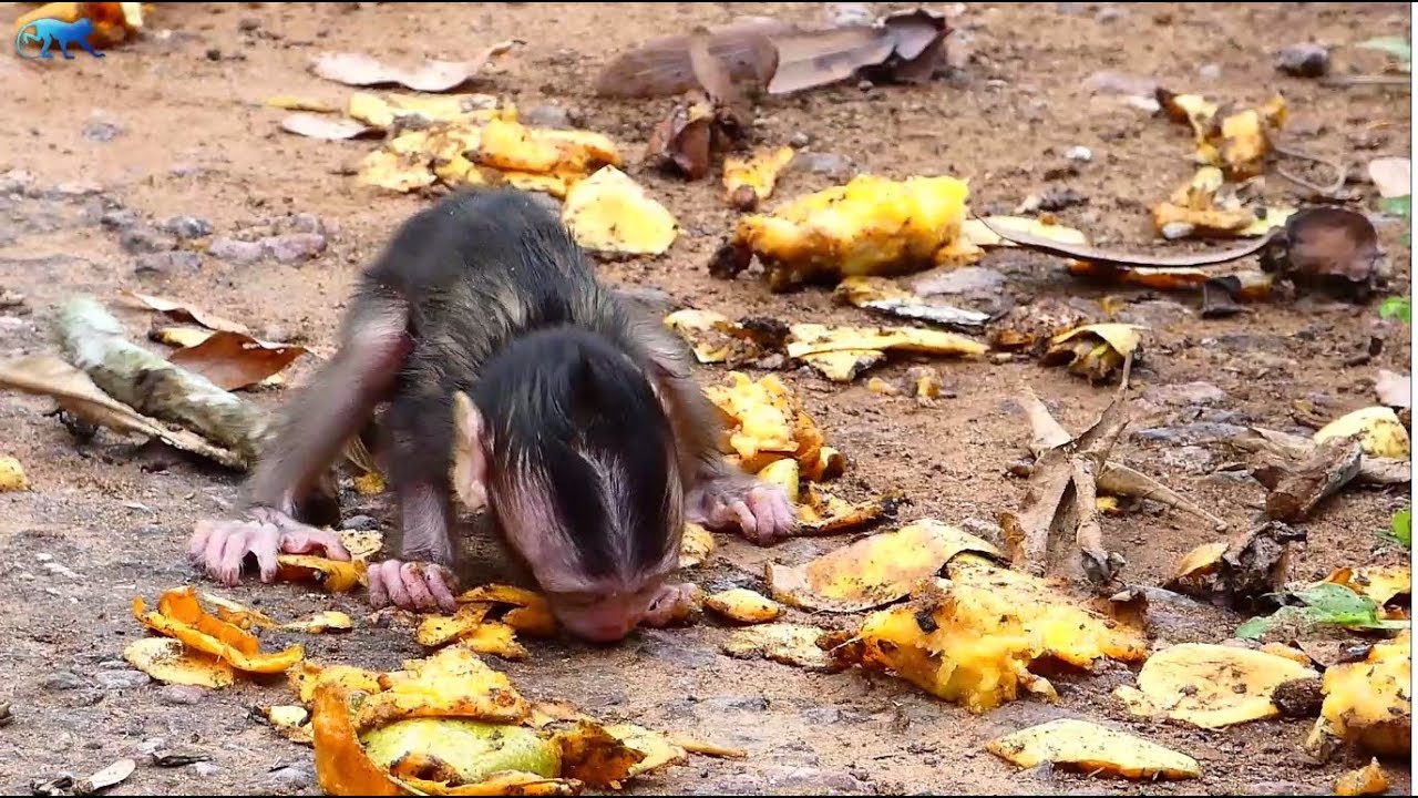 Wow so amazing! Just couple day baby monkey Sean can eat food, Baby ...