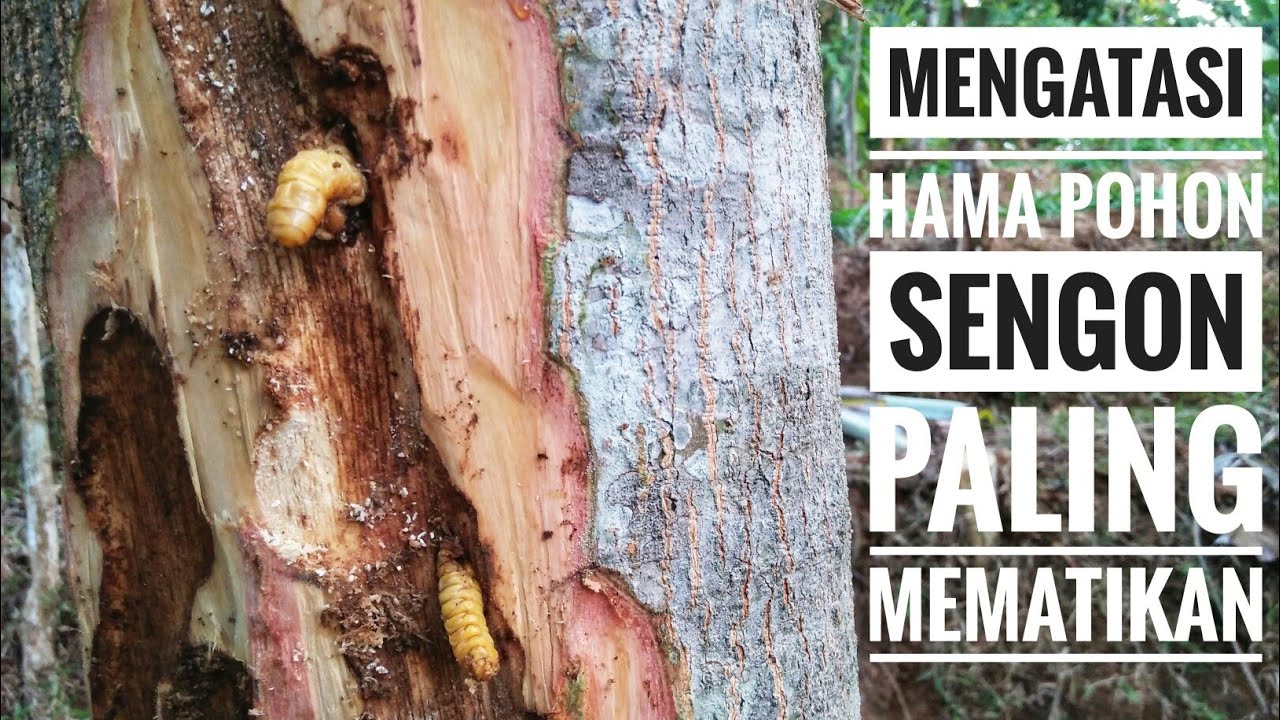 MEMBASMI Ulat pohon Sengon - YouTube