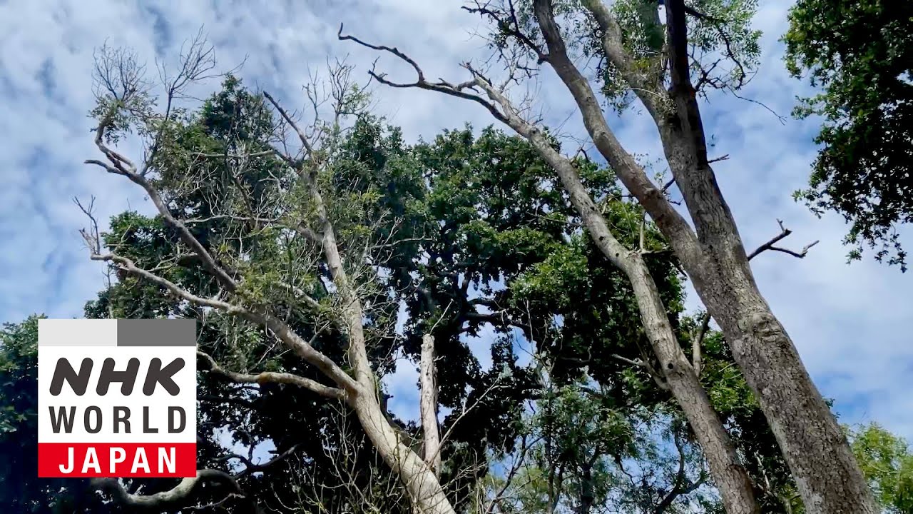 Forest Resilience - IMPACTS: Climates Change the World - YouTube