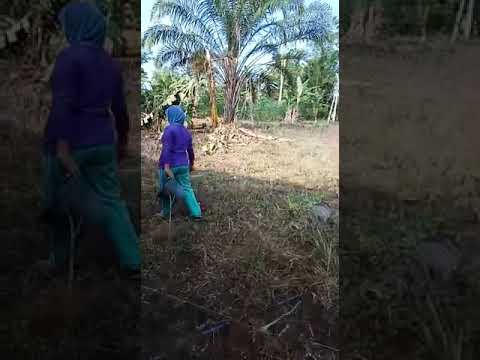 Ngintip simbok di Kebun  24_9_2018