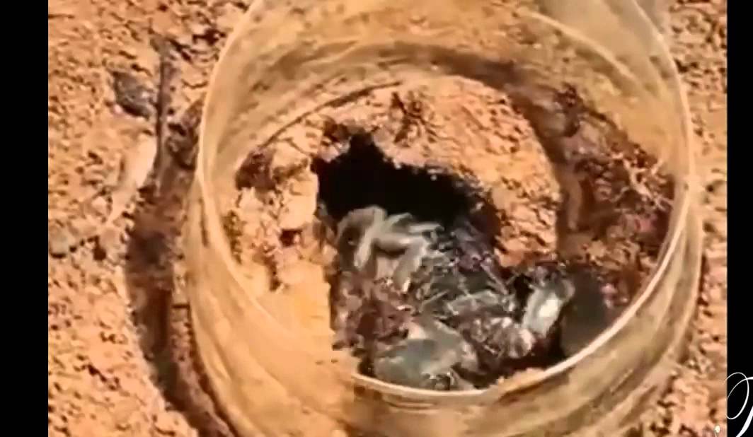 9-How To Catch and Cook Scorpions - YouTube