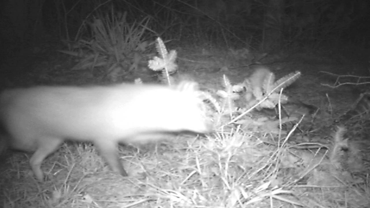 Red fox exploring in nighttime trail camera video, dig, bark - YouTube