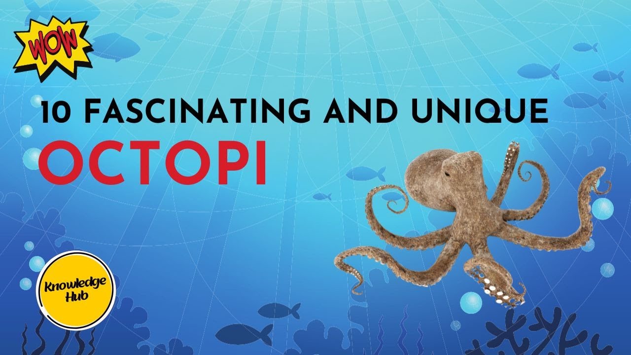 10 Fascinating and Unique Octopi - YouTube