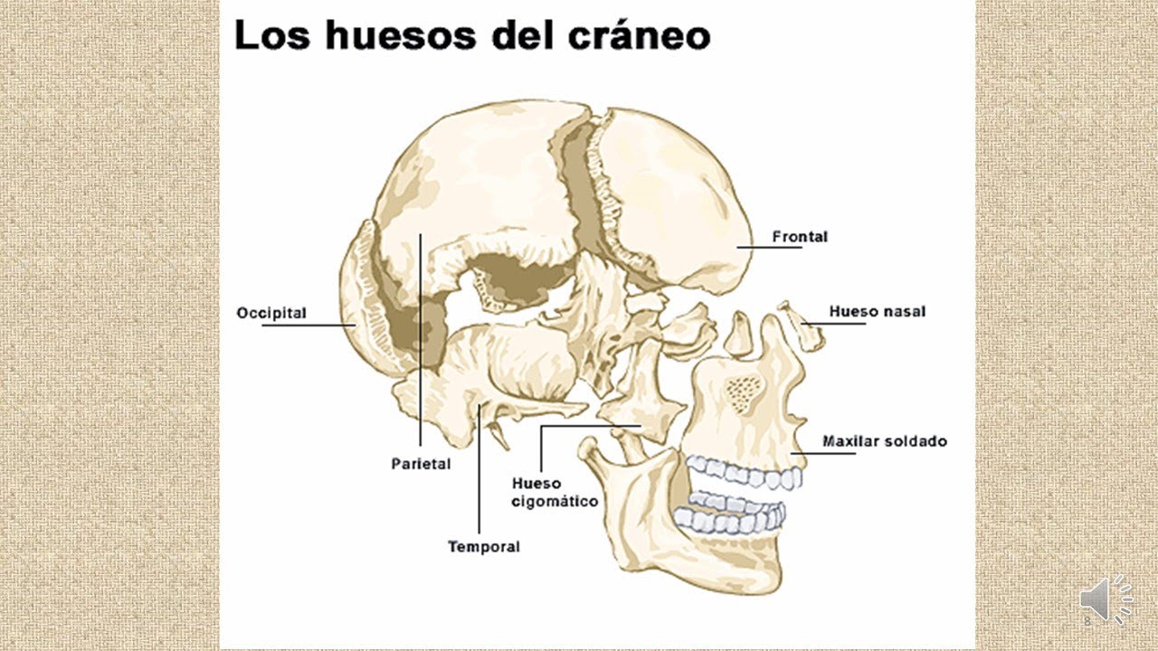 02 2 Sistema Oseo axial - YouTube